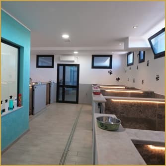 Pension pour Chien à Tunis - Blog - Kingdom Dog Hotel